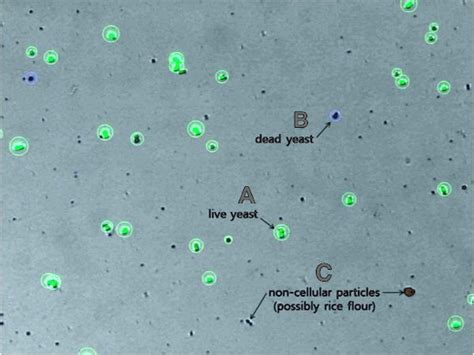 Solved Using Tensorflow For Image Classification Python Python Code To Classify Yeast Cells