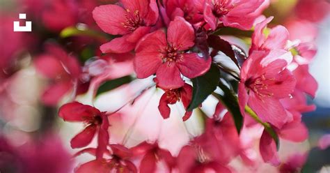 꽃병에 있는 분홍색 꽃 한 무리 사진 Unsplash의 무료 미국 이미지