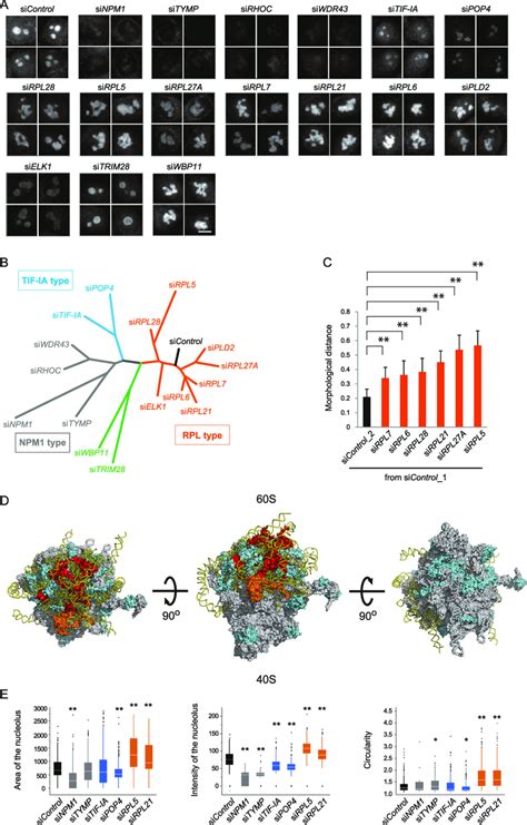Morphological Profiling Reveals A Nucleolar Role For 60s Ribosomal Download Scientific Diagram