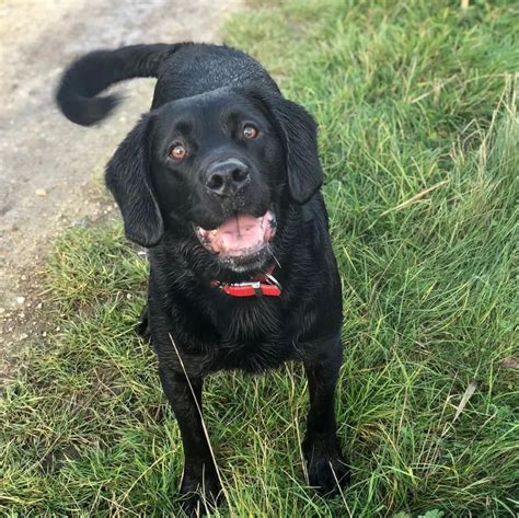 19 Labradors Mixed With Cocker Spaniel The Paws