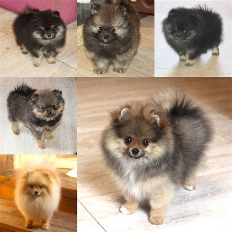 Подмосковье Мальчик возраст 9 месяцев миниатюра Привит полностью И девочка 3 месяца Немецкий