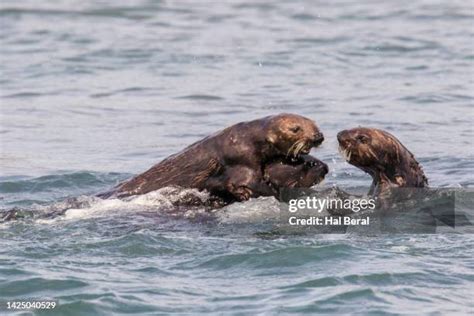 Otter Breeding Photos And Premium High Res Pictures Getty Images