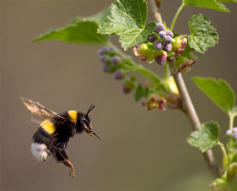 Bumblebee Bug Flying