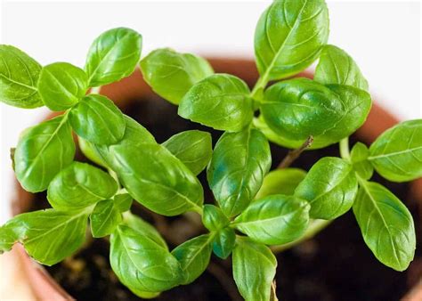 Odla Basilika Odlingsråd I Växtbiblioteket På Odla ätbart
