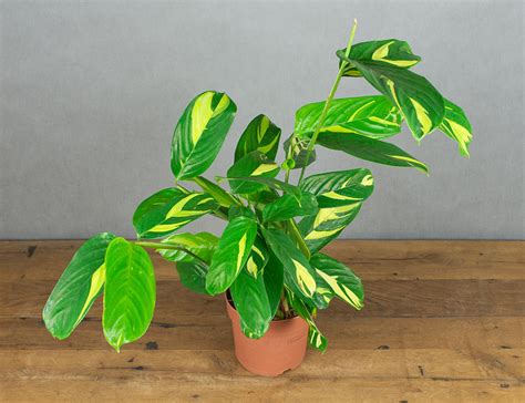 Два Ботаника - Домашние комнатные растения