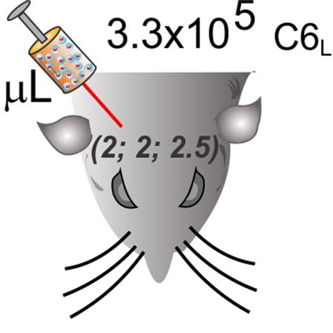 Primer Sequence Of Reference Genes Download Scientific Diagram