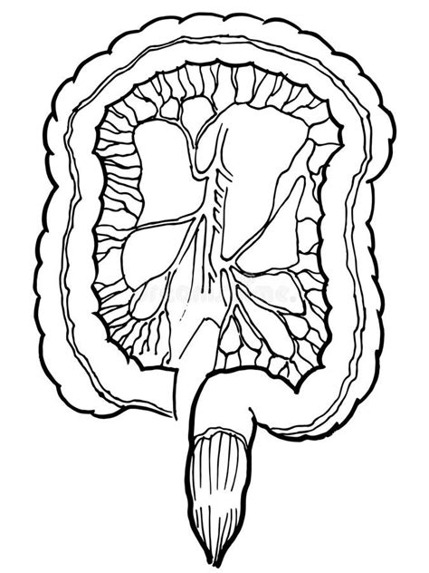 Outline Intestine Vector Icon Isolated Black Simple Line Element