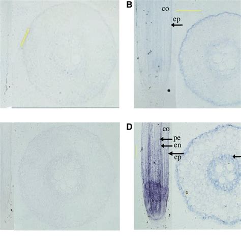 Localization Of Zmamt11a And Zmamt13 Transcripts In Maize Roots By In