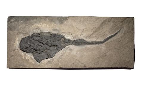 Devonian Placoderm Fish Coccosteus Cuspidatus The Natural Canvas