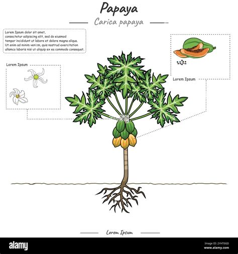 Parts Of Papaya Tree Carica Papaya Stock Vector Image And Art Alamy