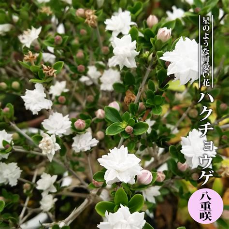 ツツジ 赤葉 3 5号ポット苗 ハナヒロバリュー 苗木部の部室 苗木育てよう By 花ひろばオンライン