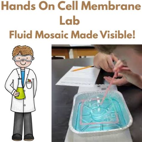 Ngss Cell Membrane Lab Modeling Selective Permeability With Bubbles