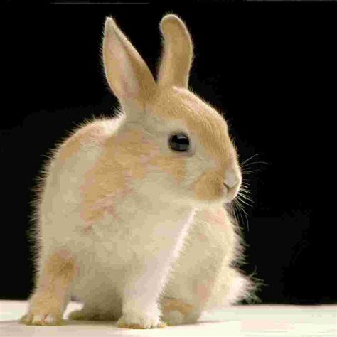 A Comprehensive Guide On How To Check Rabbitmq Queue Status