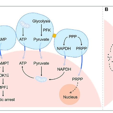 A Schematic Diagram Exhibiting The Function Of Intercellular Download Scientific Diagram
