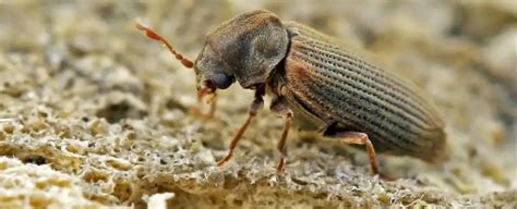 Effective Ways To Identify And Get Rid Of The Furniture Beetle