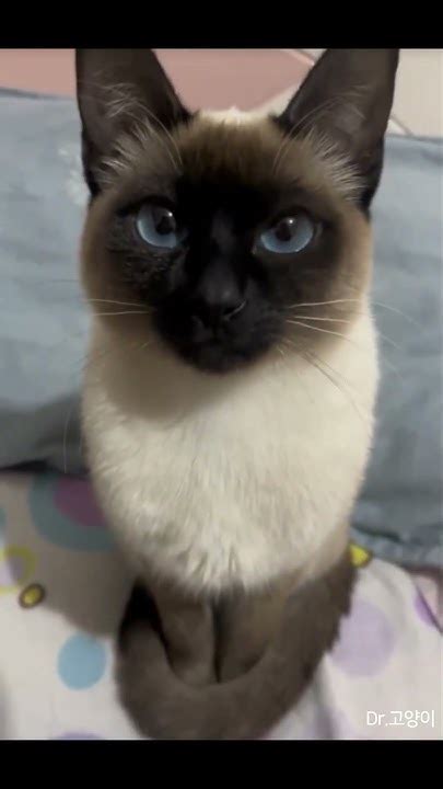 귀여운 자세로 앉아있는 고양이 Youtube