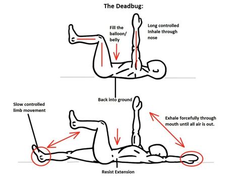 Anti Extension Exercises And Core Strength Sydney Physiotherapy