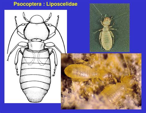 Ppt Order Psocoptera Powerpoint Presentation Free Download Id 4529794