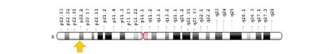 A Schematic View Of The X Chromosome X That The Hccs Gene Is Based On