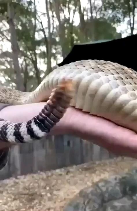 Amazing Adult Pied Reticulated Python Artofit