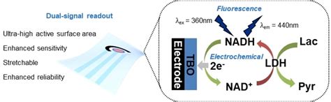 Stretchable Sweat Lactate Sensor With Dual‐signal Read‐outs Tan