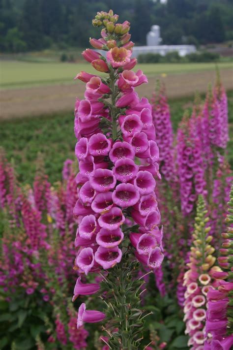 Gardening Direct Digitalis F1 Camelot Foxglove Plants