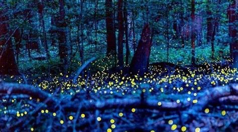 The Awesome Synchronous Fireflies Of Congaree National Park 2024 Rv