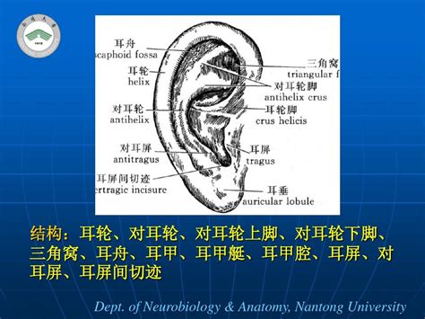 耳部解剖 Word文档在线阅读与下载 无忧文档