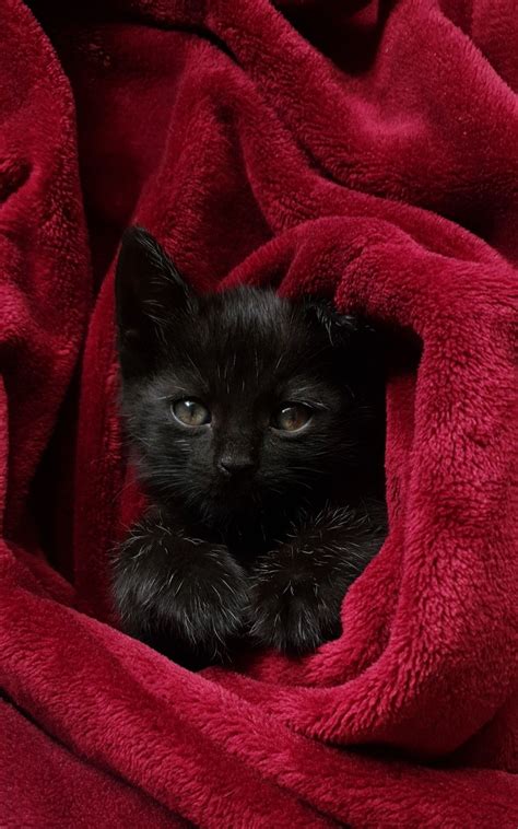 Черный котенок Gatti Neri Gatti Cani