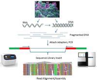 Library Construction For Next Generation Sequencing Overviews And Challenges RNA Seq Blog