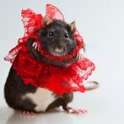 119 Best Rat Clothes Images On Pinterest Fancy Rat Rats And Cute Rats