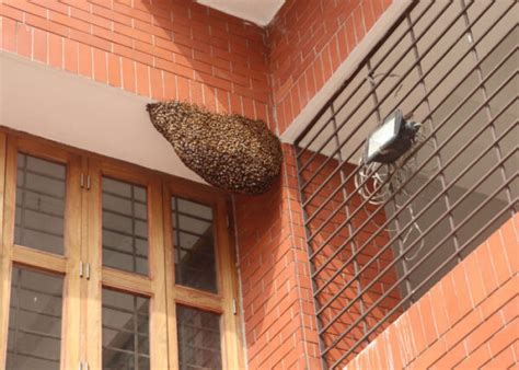How To Get Rid Of A Bee S Nest