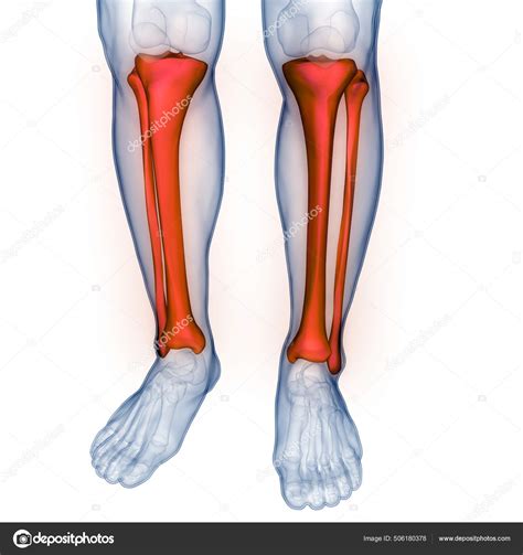 Human Tibia And Fibula