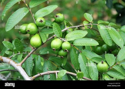L49 Thai Guava Plant Guava Tree Amrud Psidium Guajava Sardar L49