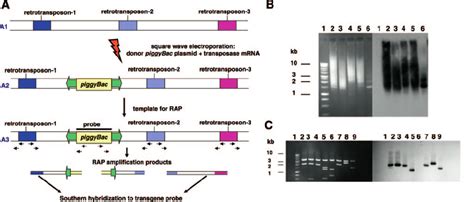 A Schematic Representation Of The Rap Retrotransposon Anchored Pcr Download Scientific