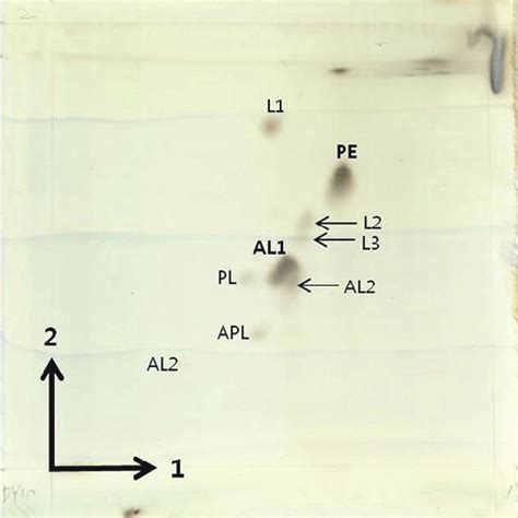Two Dimensional Thin Layer Chromatography Of Total Polar Lipids Of