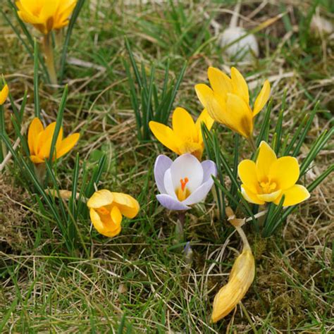 Plant Identification Yellow And Orange Flowers Plant Identification Yellow And Orange Flowers