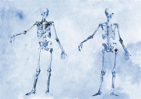 Human Body Skeleton Xxx Digital Art By Erzebet S Fine Art America