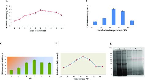 A Production Of Chitinase By Bacillus Subtilis Td11 At Different Download Scientific Diagram