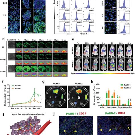A Lipid Peroxidation Level Of 4t1 Cells Stained By Bodipy‐c11 After