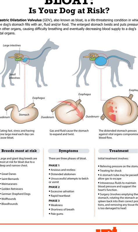 Problemas De Distensión Abdominal En Perros Síntomas Causas Y