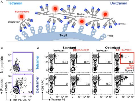 Detection Of Preproinsulin Ppi T Cells Is Further Improved Using Download Scientific