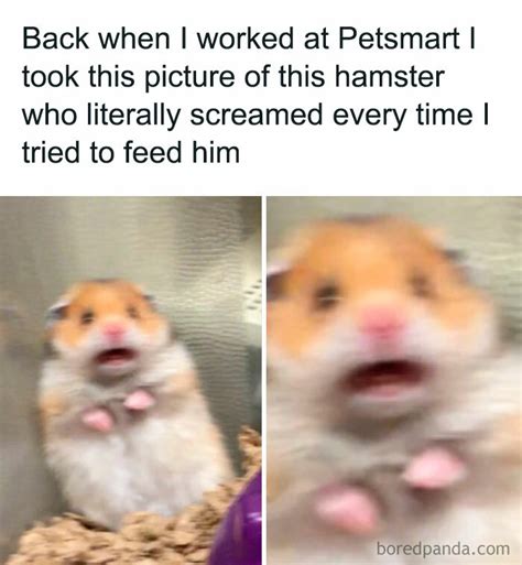 30 Hamster Memes That Will Have You Squeaking With Laughter Bored Panda