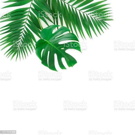 열대 녹색 야자수 몬스터 잎 흰색 배경에 고립 된 가지 프레임 Top Viewcopy Spaceabstract 0명에 대한 스톡