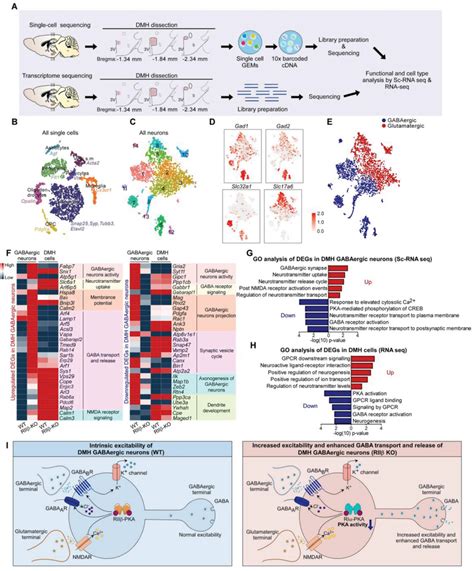 Increased Gabaergic Activity In Dmh Gabaergic Neurons Of Riiβ‐ko Mice Download Scientific