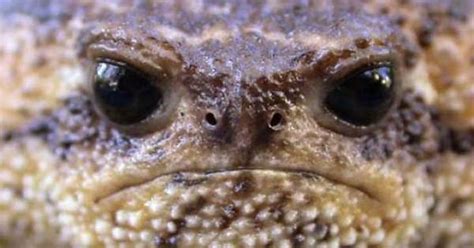 I Am Pissed Off With The World Today Have An Angry Toad Imgur