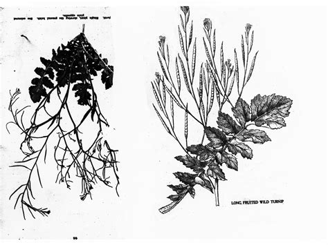 Drawings Of Weeds History Trust