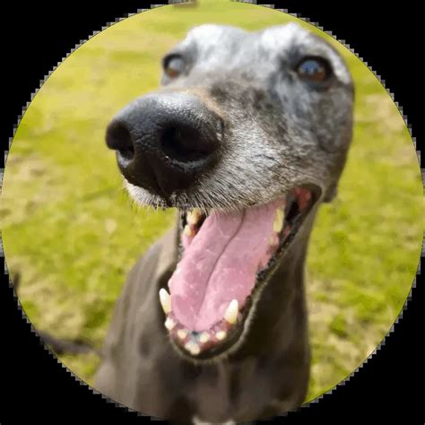 Whippet Size A Full Guide Whippetcentral