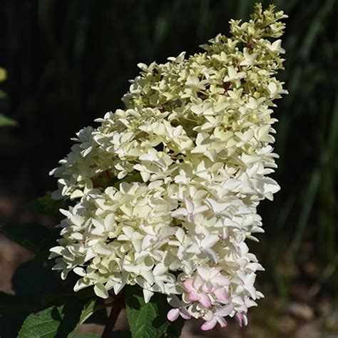Hydrangea Panicle Berry White 2 Ted Lare Design And Build