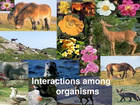 Ppt Interactions Among Organisms Powerpoint Presentation Free Download Id 6851096